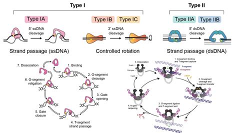 Sanger Sequencing Principle Steps Advantages Uses Biology Notes