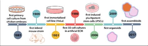 Figure 1 From Organoids Assembloids And Novel Biotechnology Steps Forward In Developmental