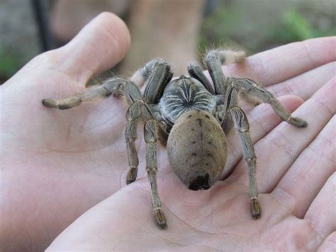 The 19 Biggest Spiders Still Crawling The Earth Today
