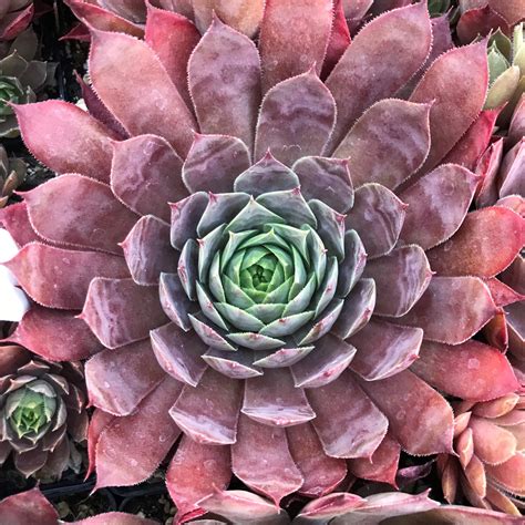 Sempervivum Peggy Hens And Chicks 35 Pot Little Prince Of
