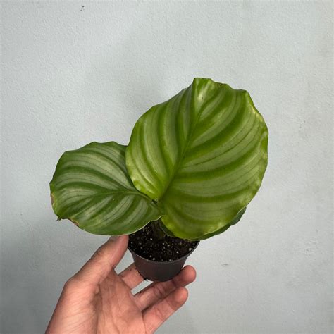 Mini Calathea Orbifolia Yorkshire Exotic Plants