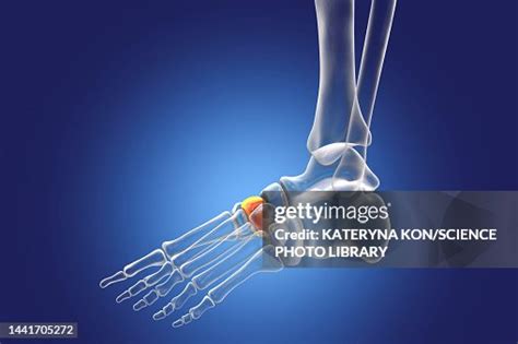 Intermediate Cuneiform Bone Illustration High Res Vector Graphic