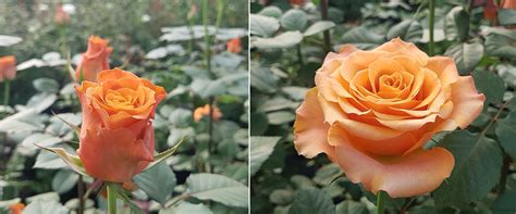 Orange Rose Pictures Imagine Rose Kate Roses
