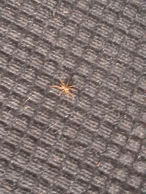 Spiders From Town Center Jupiter Fl 33458 Usa On January 28 2025 At