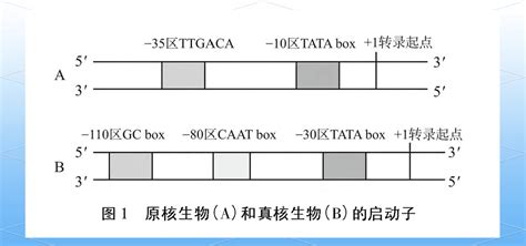 真核基因在原核生物中表达的五大障碍