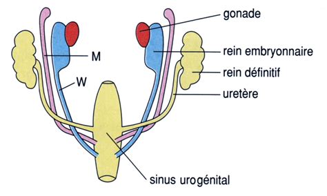 Svt Lycée Jaufré Rudel Blaye Rr Différenciation Sexuelle