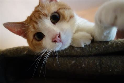 Прекрасни котета търсяят дом Котки Обяви за осиновяване