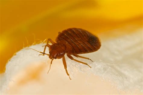 Bed Bugs A Serious Problem For Hotels And Condos In Hilton Head South