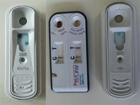 Results Of Serologic Assays Demonstrating Positive Reactions For Fiv
