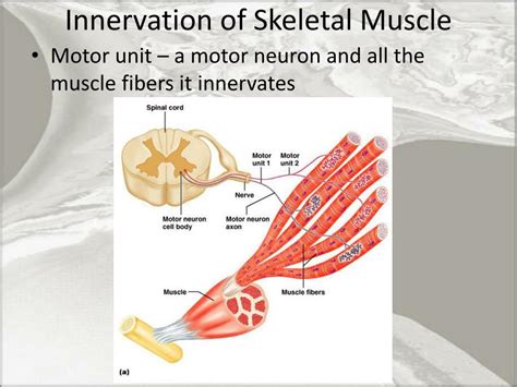 Ppt The Peripheral Nervous System Powerpoint Presentation Free
