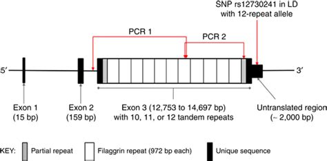 Filaggrin Flg Structure And Genotyping Strategies To Identify Copy