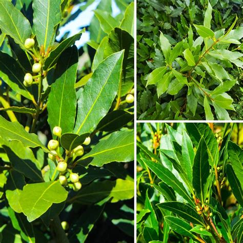 Bay Laurel Plant Etsy