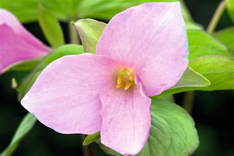 Pink Trillium