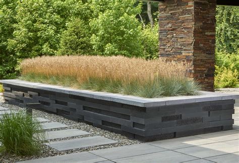 Growing Asters September Flowers In The Garden South Elmonte Hydroponics