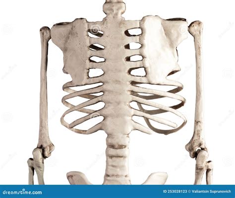 Human Skeleton Chest Bones Isolated On White Background Back View Rib