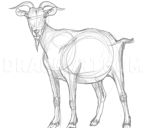 How To Draw A Goat Step By Step Drawing Guide By Dawn