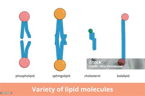 Variety Of Lipid Molecules Stock Illustration Download Image Now