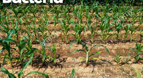 Denitrifying Bacteria Ask Microbiology