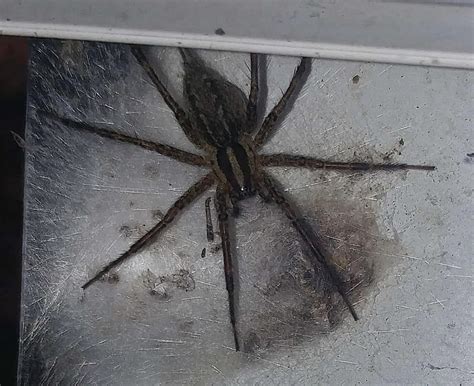 Grass Spider Funnel Web Weaver Spiderzrule