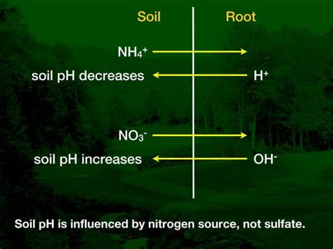 Bentgrass Root Diseases Diagnosis And Management Ppt