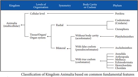 Classification Of Kingdom Animalia