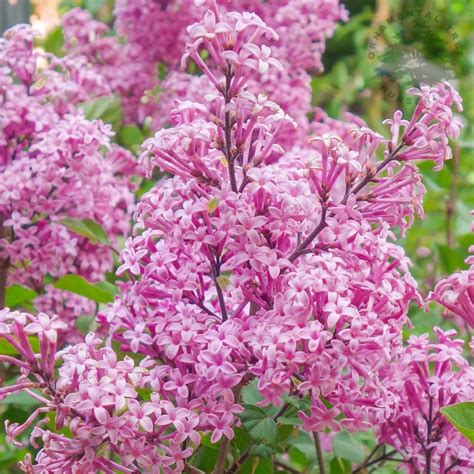 Syringa Red Pixie Buy Dwarf Pink Lilac Shrubs Ornamental Trees