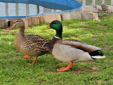 Color Genetics In Ducks Why Are Some Ducklings A Surprise