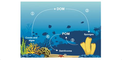 Sponge Loop 1 Corals And Algae Excrete Dissolved Organic Matter