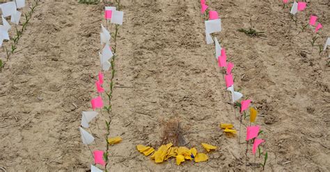 Corn Emergence Timing Impacts Pest Resistance And Yield Potential