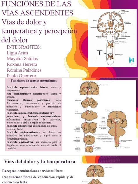 ¿qué Es Una Vía Ascendente Vías Neuronales Función Tipos