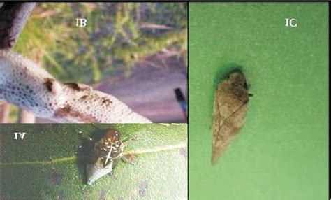 Nymph A Colony Of Nymphs B And Adult C Of The Spittlebug