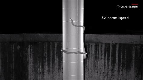 This Snake Turns Its Body Into A Lasso To Climb Smooth Surfaces Cnn