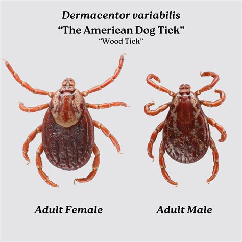 The American Dog Tickwood Tick Dermacentor Variabilis Wisconsin