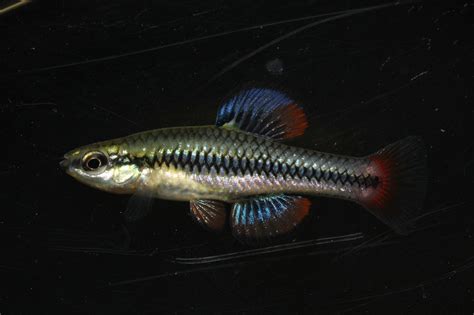 Lucania Goodei