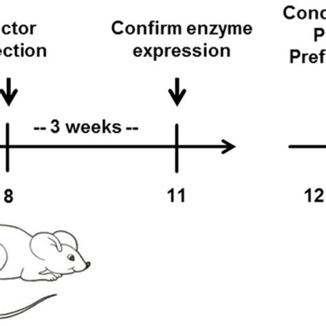 Conditioned Place Preference Download Scientific Diagram
