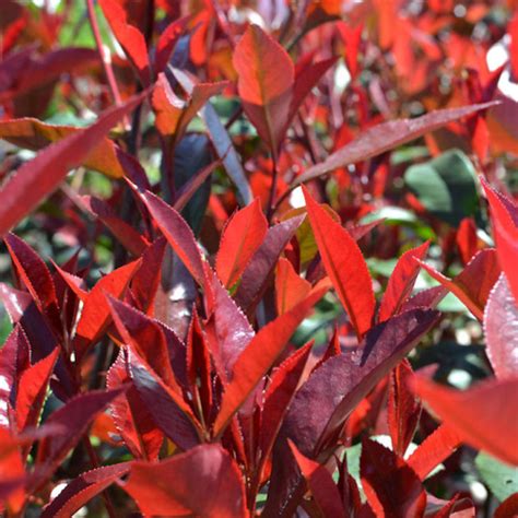 Photinia × Fraseri Carré Rouge Caragh Nurseries
