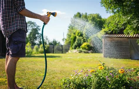 Chicago Grass And Lawn Guide American Greens