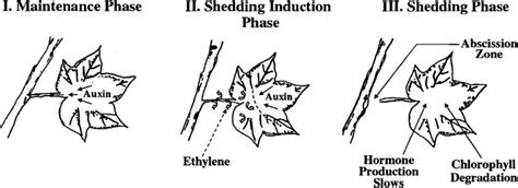 2 Three Different Successive Stages Of Hormonal Control Of Leaf