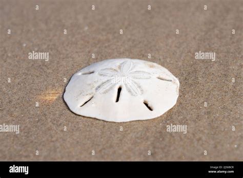 A Sand Dollar The Rigid Skeleton Of A Sea Urchin Washed Up On The