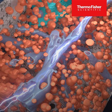 How Fib Sem Imaging Reveals Brain Function Accelerating Microscopy Posted On The Topic Linkedin