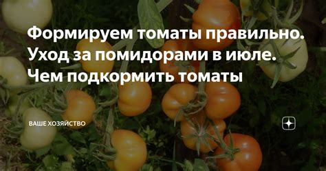 Формируем томаты правильно Уход за помидорами в июле Чем подкормить томаты Ваше хозяйство Дзен