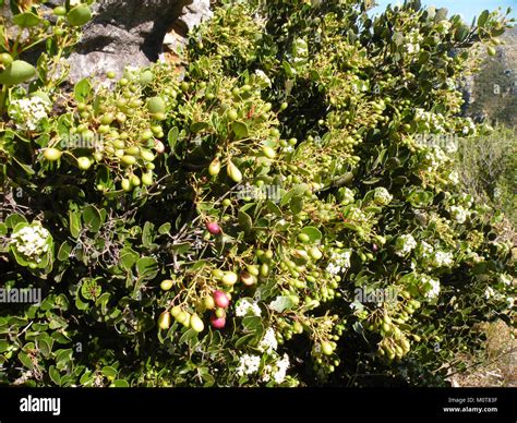 The Cassine Peragua Tree Native To South Africa Is Known For Its