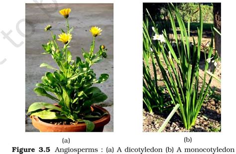 Plant Kingdom Eklabhya Classes