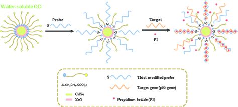 Schematic Of The Fret Between The Qd Donor And The Dna Intercalating