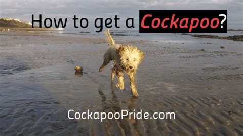 Buying A Cockapoo Breeders And Questions To Ask Cockapoo Pride
