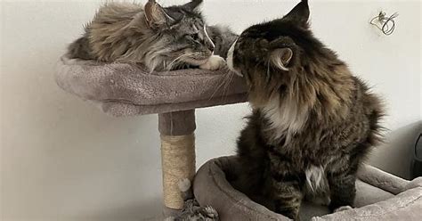 Zitta And Zirro Album On Imgur