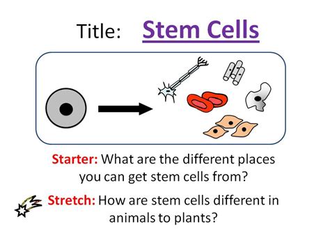 Stem Cells Ocr Asa Level Biology Teaching Resources