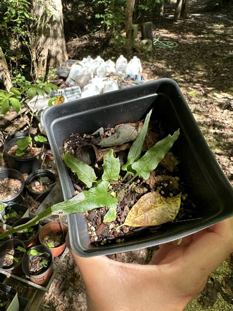 Lynda Waldreps T A Legacy Of Conservation And Education North