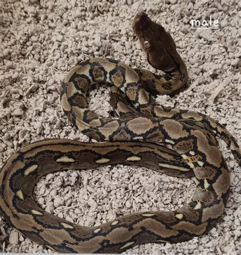 Normal Het Genetic Stripe Reticulated Python By Flawless Scales