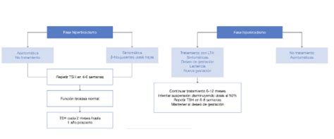 Tiroiditis Postparto Blogs Quirónsalud